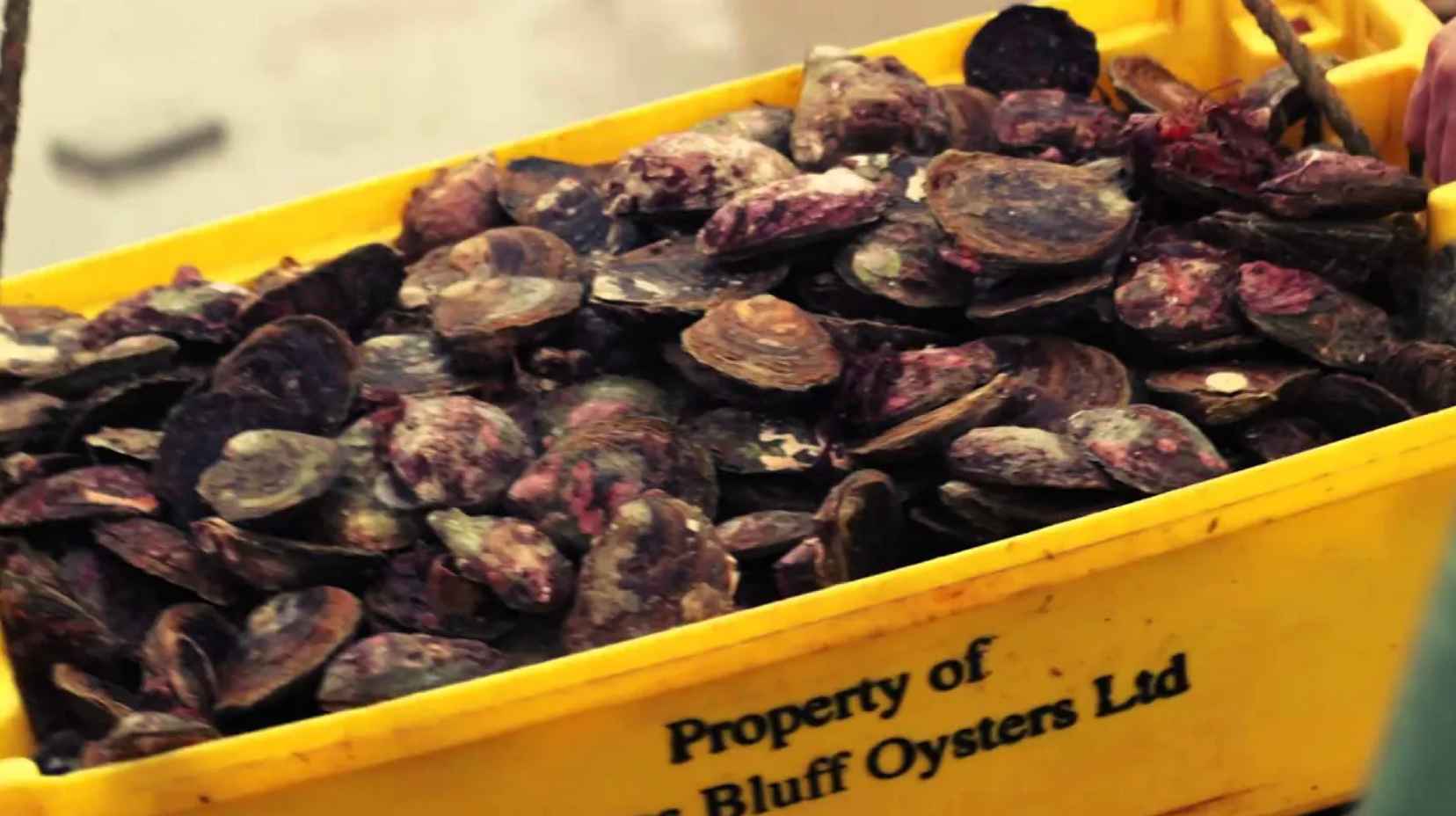 Bluff Oyster Festival Faces Glassware Opposition