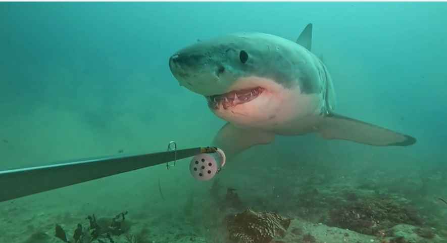 Great White Shark Surprises Fiordland Researchers