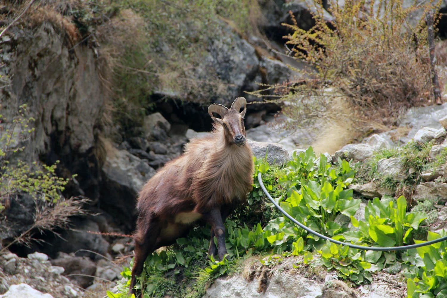 New Maps to Help Himalayan Tahr Trophy Hunters