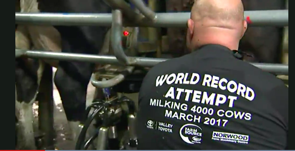 Bulls Farmer Sets New World Record - Milking 5000 Cows In 12 hours