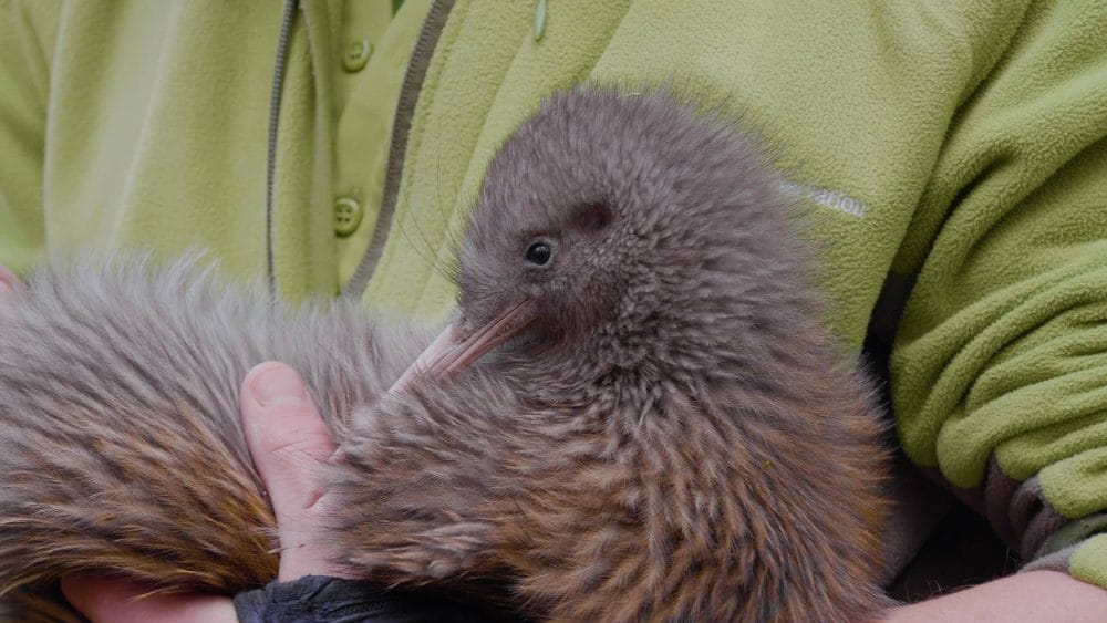 Remote Kiwi Population Growing for First Time in Conservation History